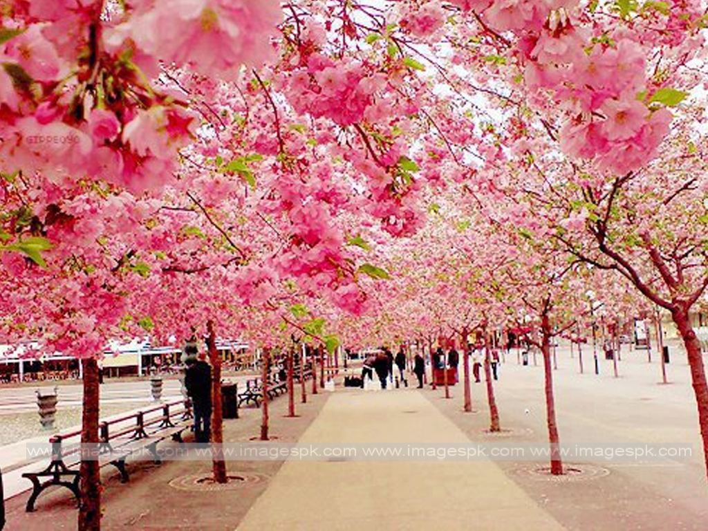 Amazing Cherry Blossom Backgrounds for Powerpoint Templates - PPT ...