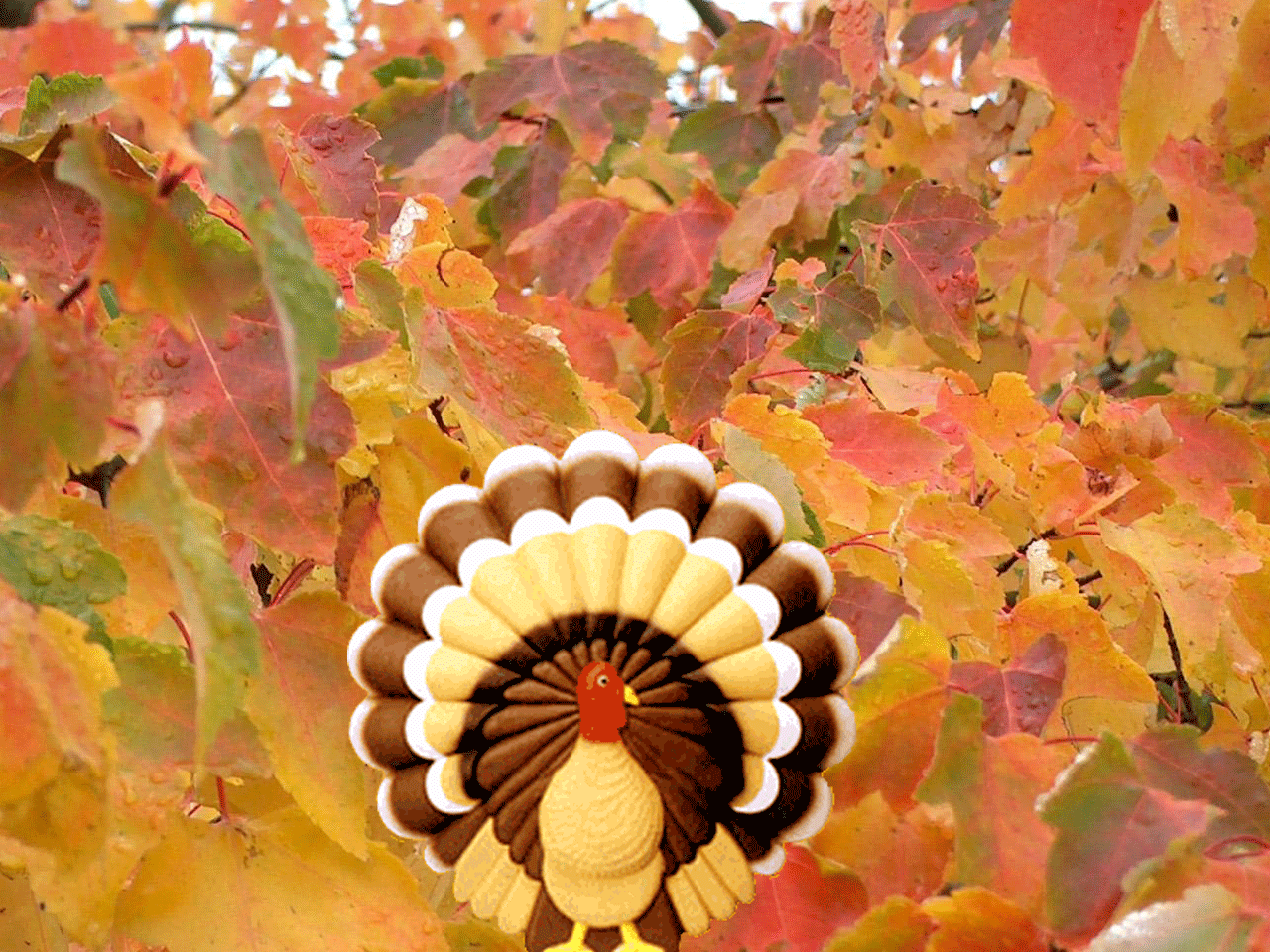 Animated Desktop For Thanksgiving Backgrounds for Powerpoint Templates ...
