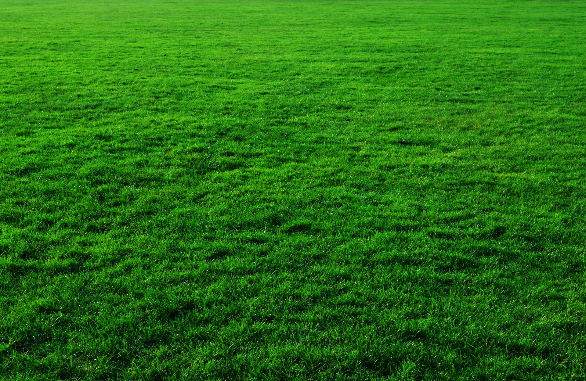 Animated Grass If You Need Grass Download Backgrounds for Powerpoint ...