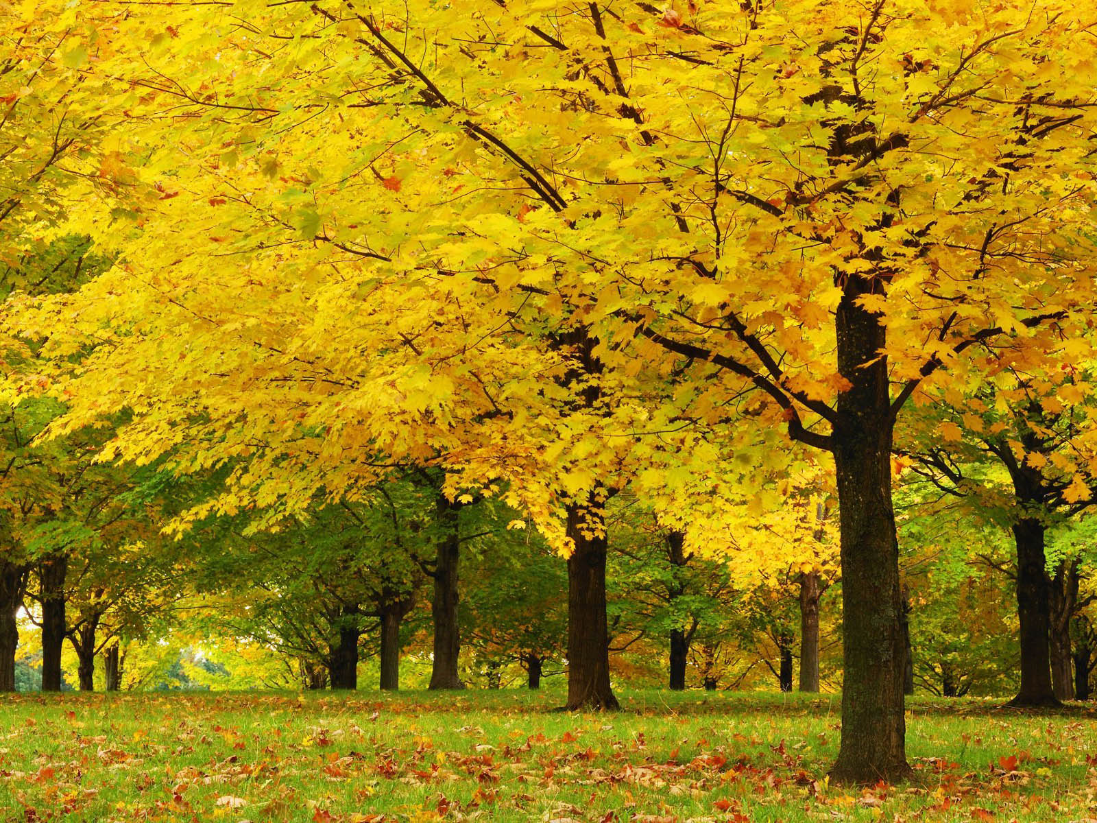 Autumn and Trees Slides Backgrounds for Powerpoint Templates - PPT ...