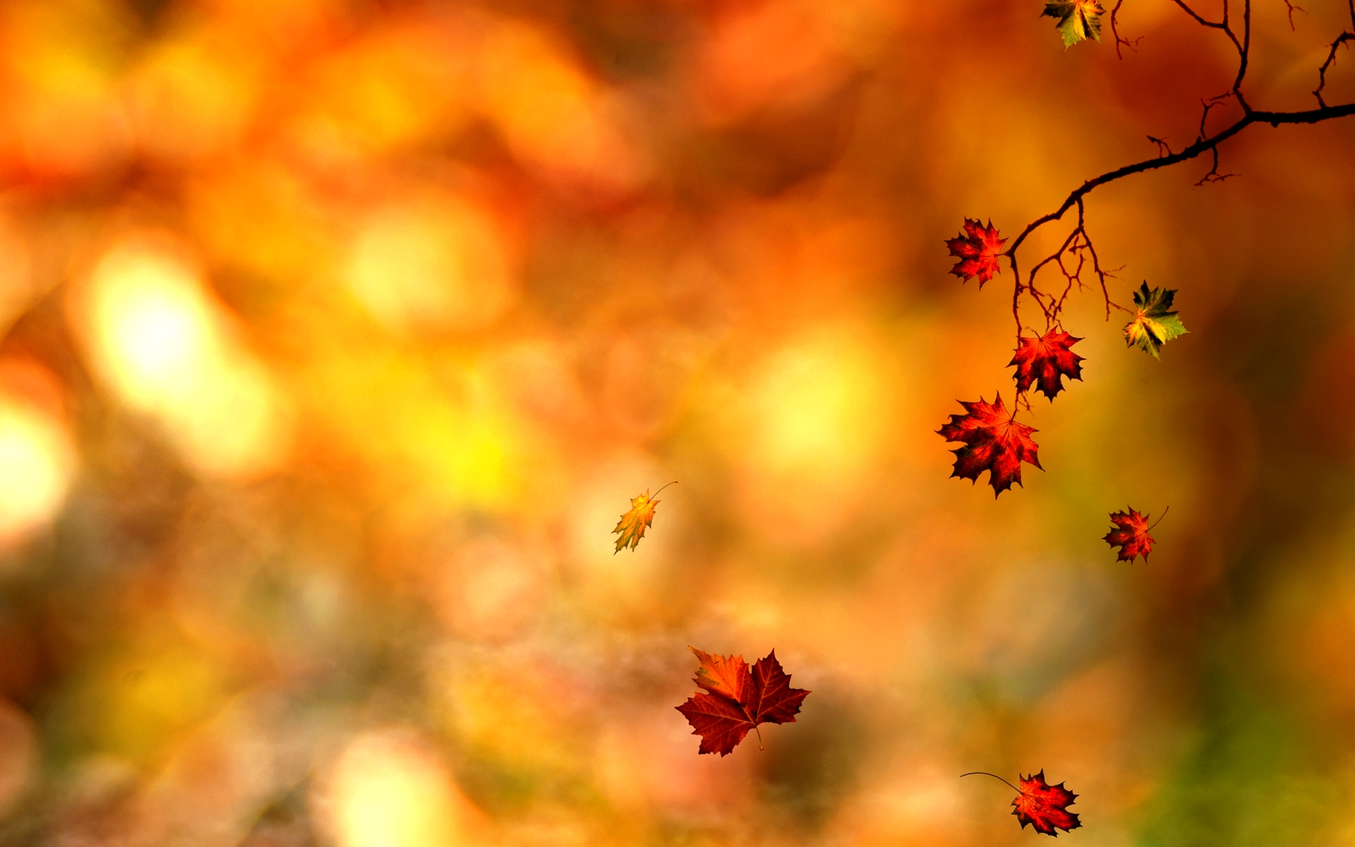 Autumn Leaves Design Backgrounds for Powerpoint Templates - PPT Backgrounds