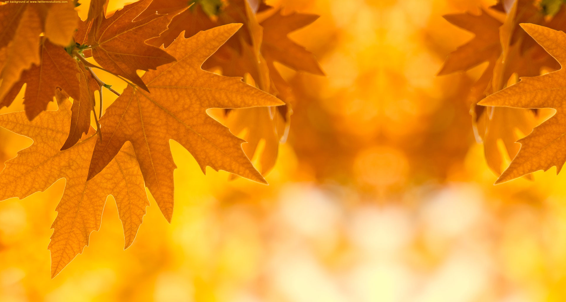 Autumn Leaves Picture Backgrounds for Powerpoint Templates - PPT ...