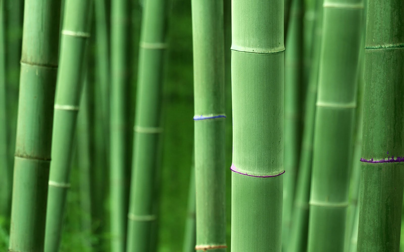 Bamboo Art Backgrounds for Powerpoint Templates - PPT Backgrounds