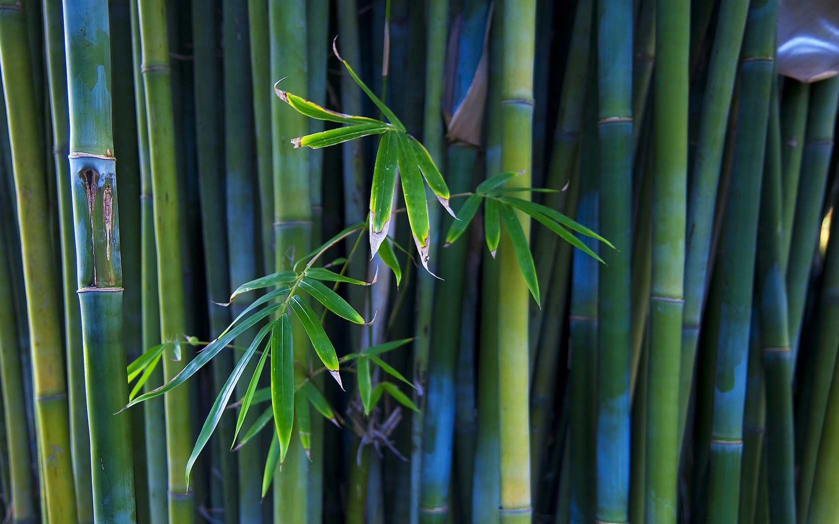 Bamboo Photo Backgrounds for Powerpoint Templates - PPT Backgrounds