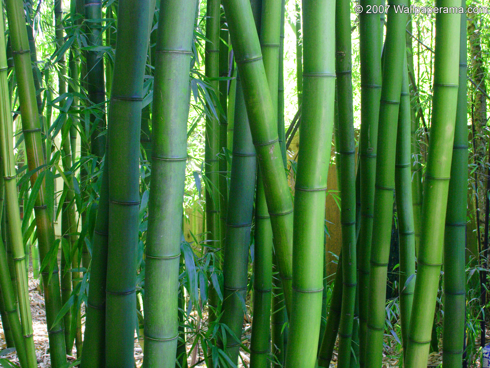 Bamboo Quality Backgrounds for Powerpoint Templates - PPT Backgrounds