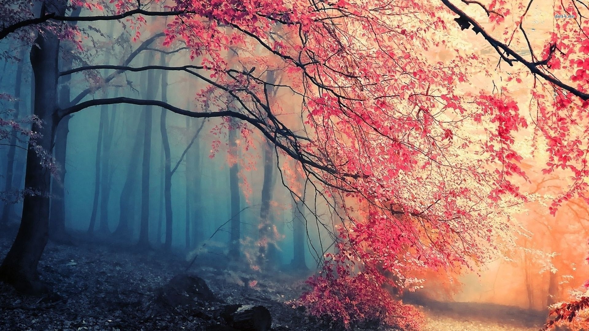 Beautiful Forest HD 5025 HDs Site Download Backgrounds for Powerpoint ...