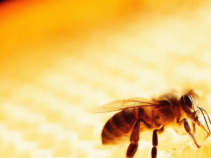 Best Images About Bee Slides Backgrounds for Powerpoint Templates - PPT ...