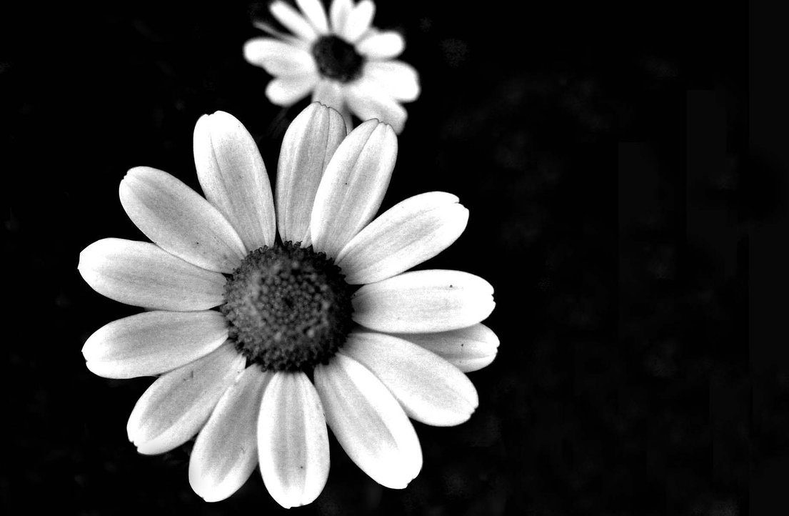Black and White Flower 6 Backgrounds for Powerpoint Templates - PPT ...