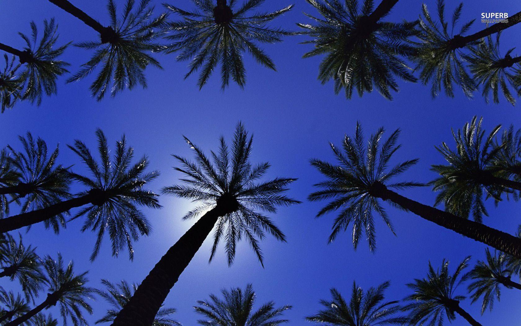 Blue Palm Tree Wallpaper Backgrounds for Powerpoint Templates - PPT ...