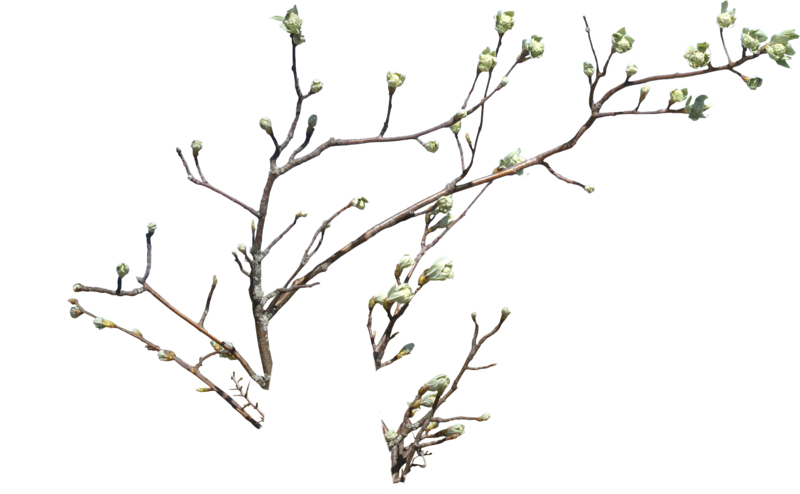 Branches Art Backgrounds for Powerpoint Templates - PPT Backgrounds