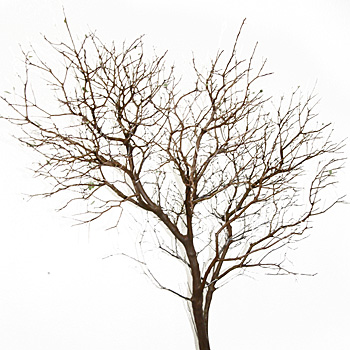 Branches Backgrounds for Powerpoint Templates - PPT Backgrounds