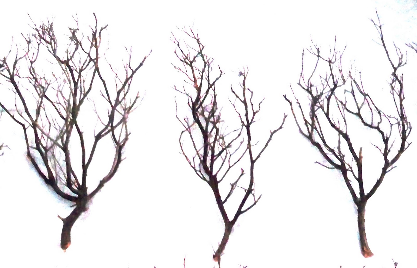 Branches Photo Backgrounds for Powerpoint Templates - PPT Backgrounds
