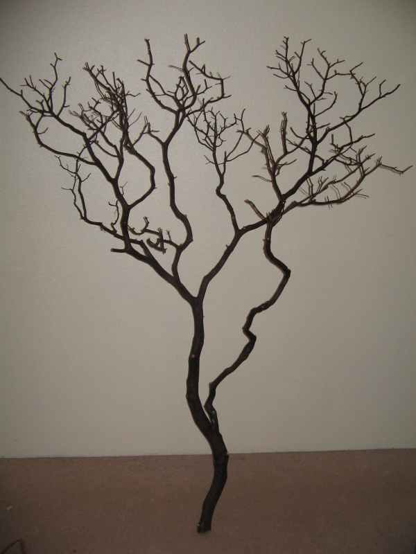 Branches Quality Backgrounds for Powerpoint Templates - PPT Backgrounds