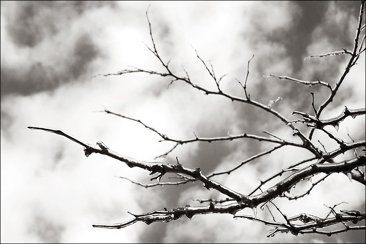 Branches Template Backgrounds for Powerpoint Templates - PPT Backgrounds