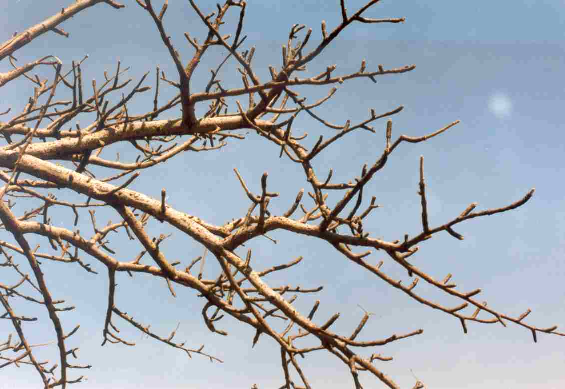 Branches Template Backgrounds for Powerpoint Templates - PPT Backgrounds