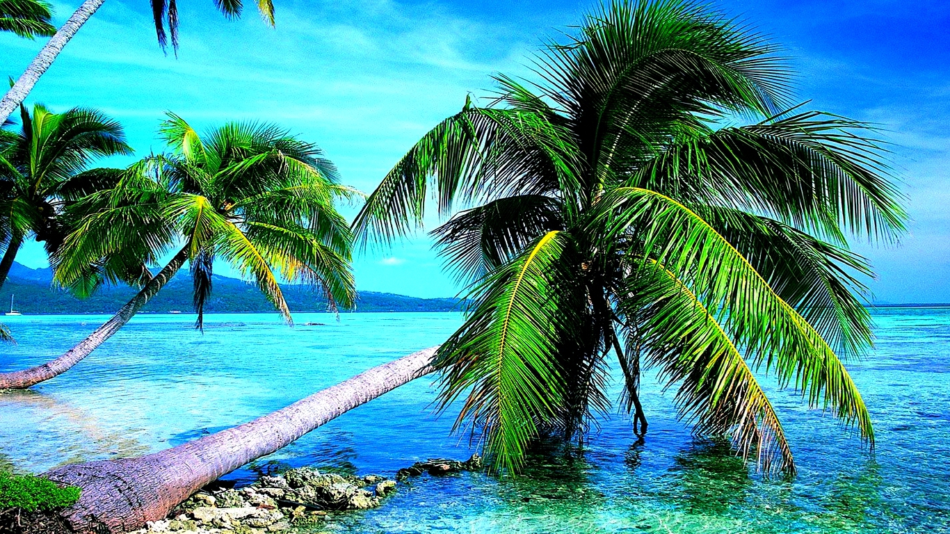 Breath Taking Nature Palm Tree Backgrounds for Powerpoint Templates ...