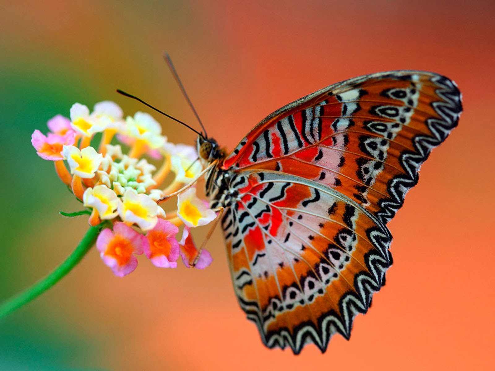 Butterfly Art Backgrounds for Powerpoint Templates - PPT Backgrounds