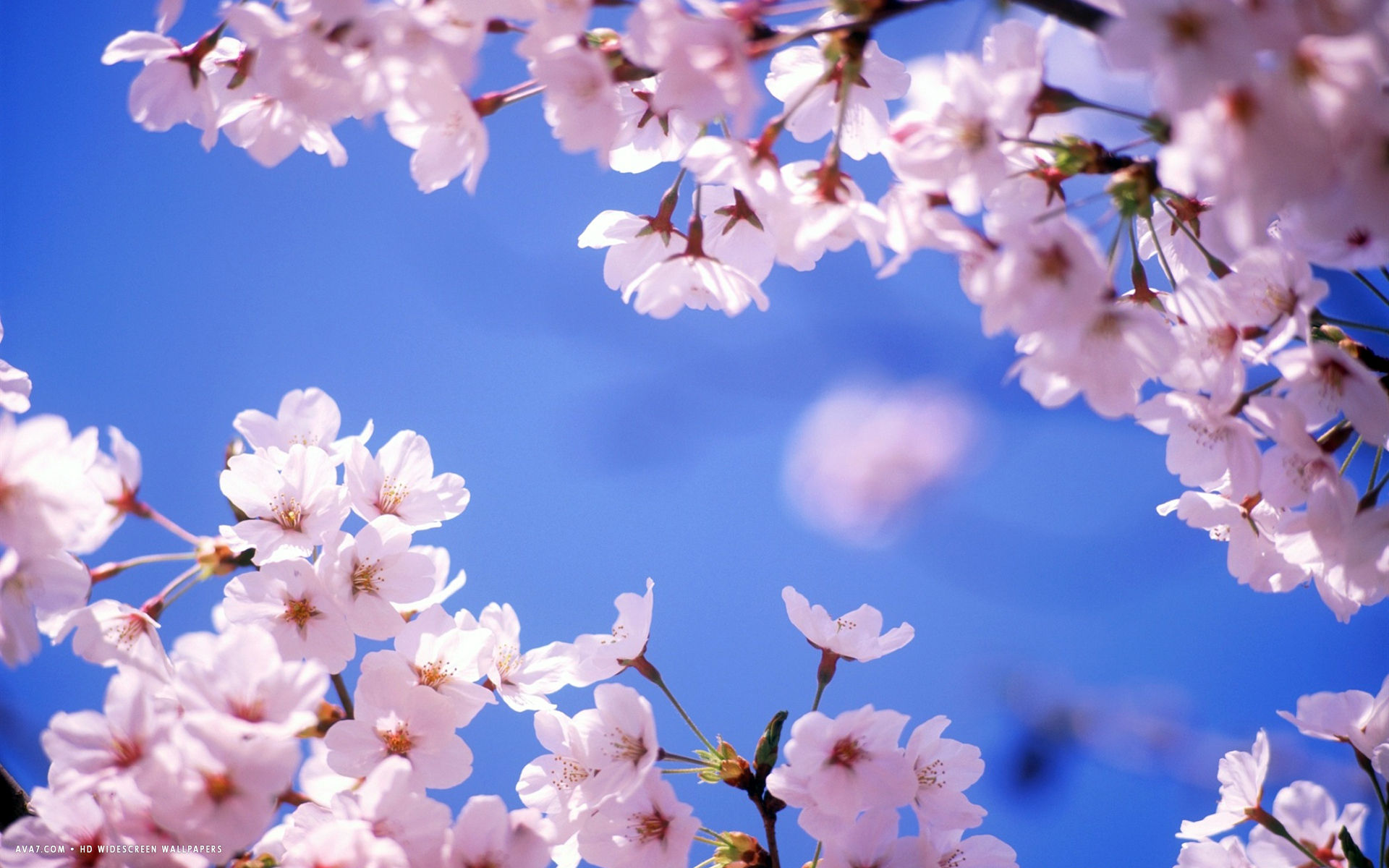 Cherry Blossom Design Backgrounds for Powerpoint Templates - PPT ...