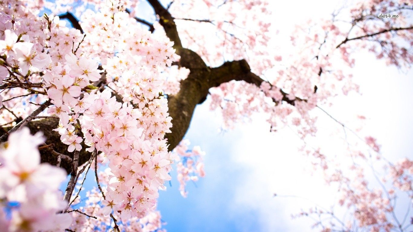 Cherry Blossom Download Backgrounds for Powerpoint Templates - PPT ...