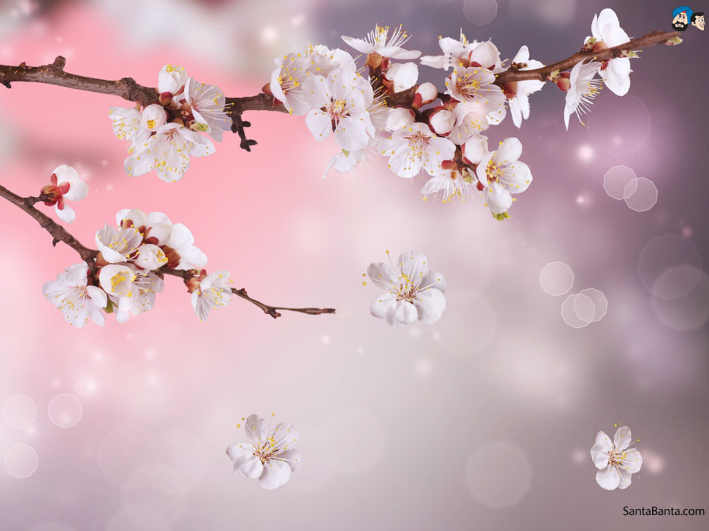 Cherry Blossom Flower Backgrounds for Powerpoint Templates - PPT ...