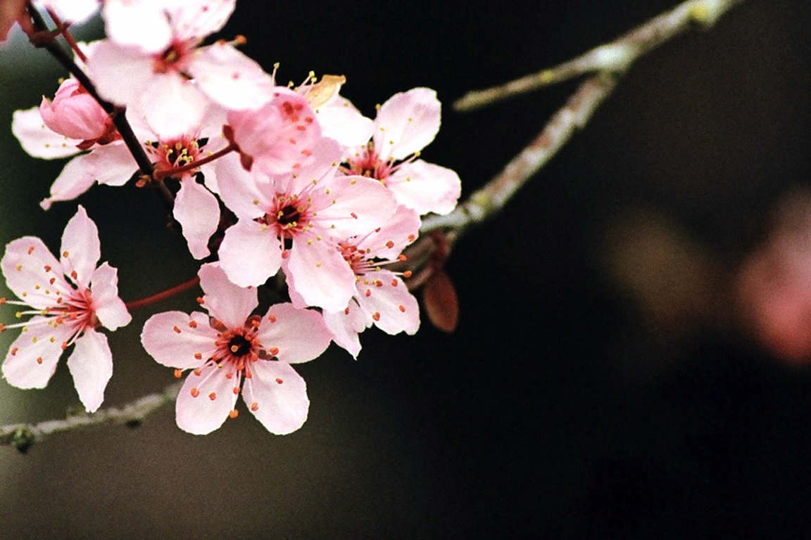 Cherry Blossom Picture Backgrounds for Powerpoint Templates - PPT ...