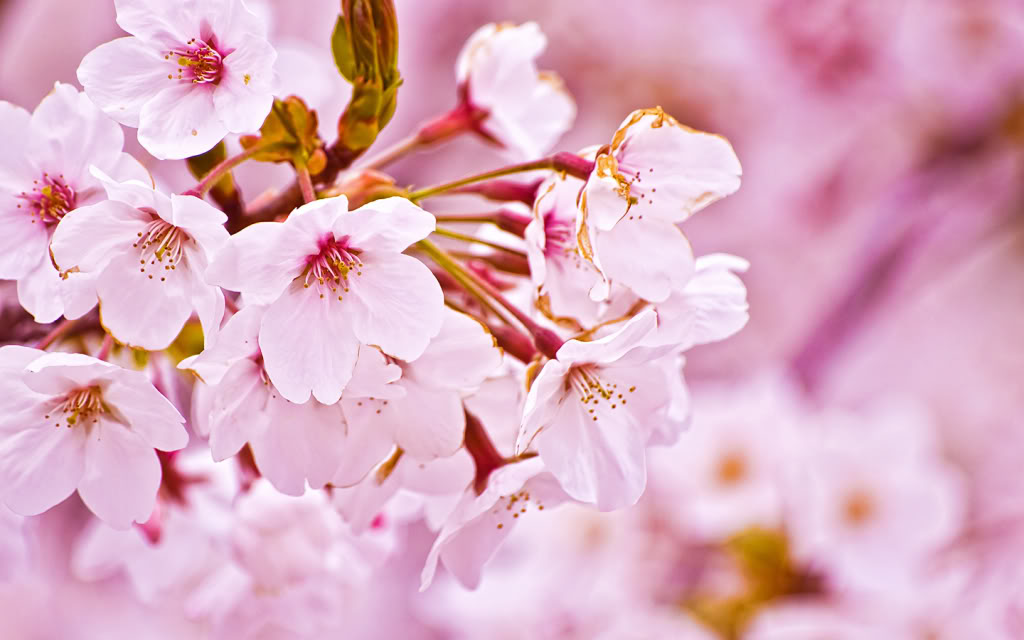 Cherry Blossoms Photo Backgrounds for Powerpoint Templates - PPT ...