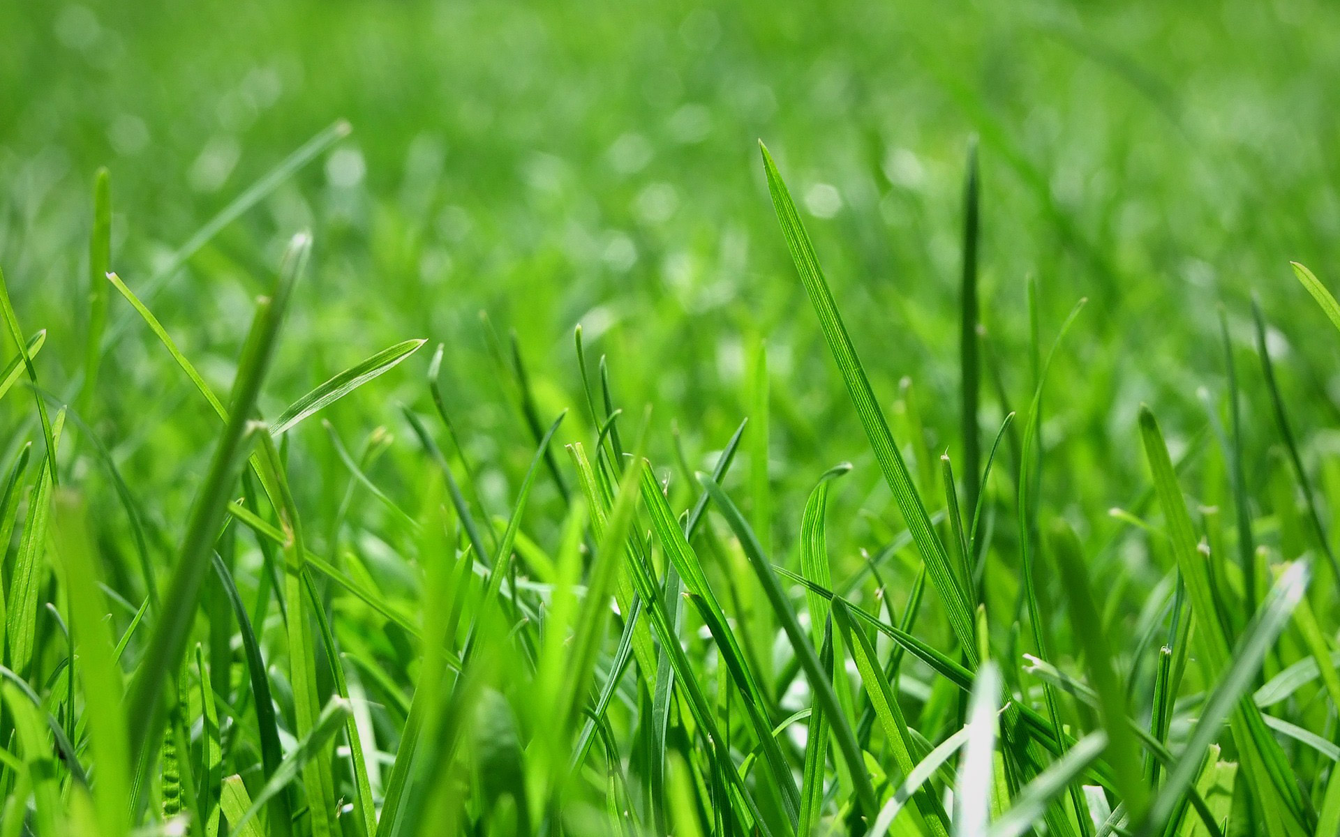 Cover Light Grass Carpet Design 2560x1600 Pixel Template Backgrounds ...
