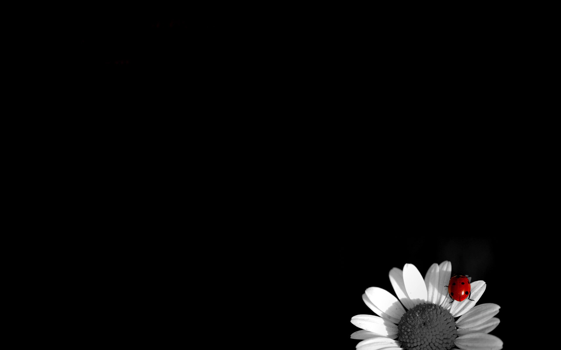 Daisy Black and White Clip Art Backgrounds for Powerpoint Templates ...