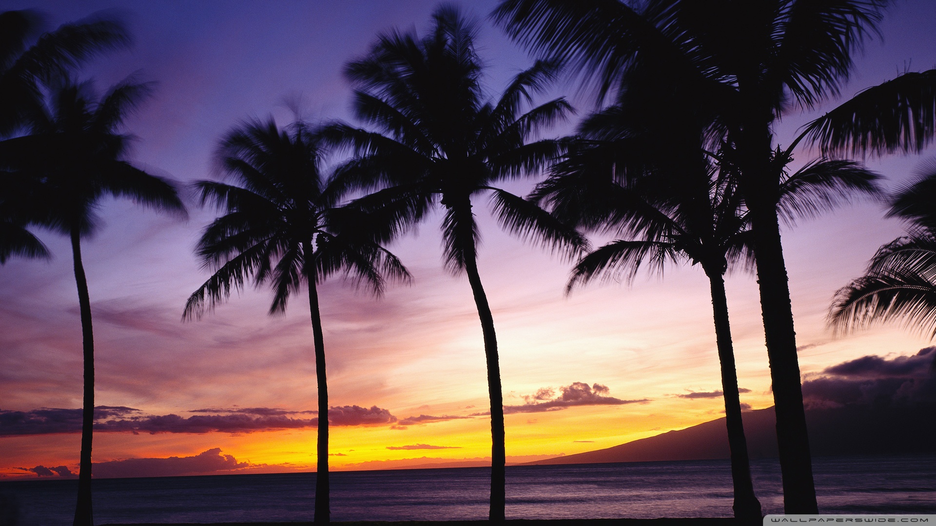 Dark Palm Trees Sunset Backgrounds for Powerpoint Templates - PPT ...