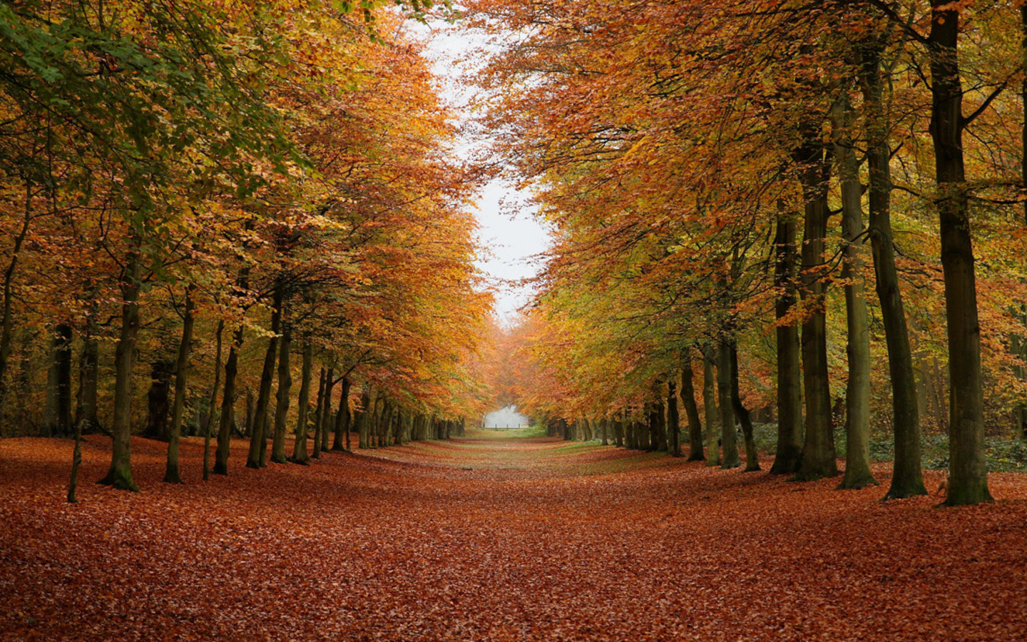 Fall Desktop Fall Fall Photo Backgrounds for Powerpoint Templates - PPT ...