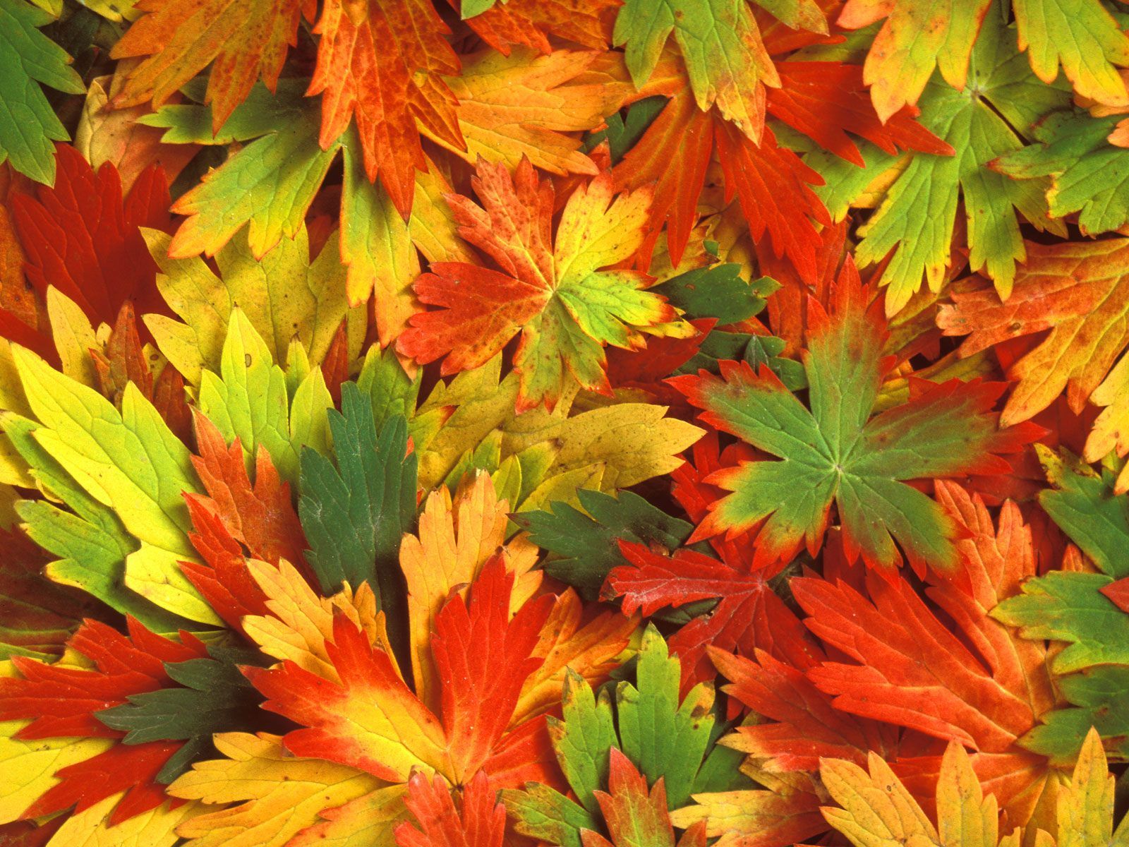 Fall Leaf Backgrounds for Powerpoint Templates - PPT Backgrounds