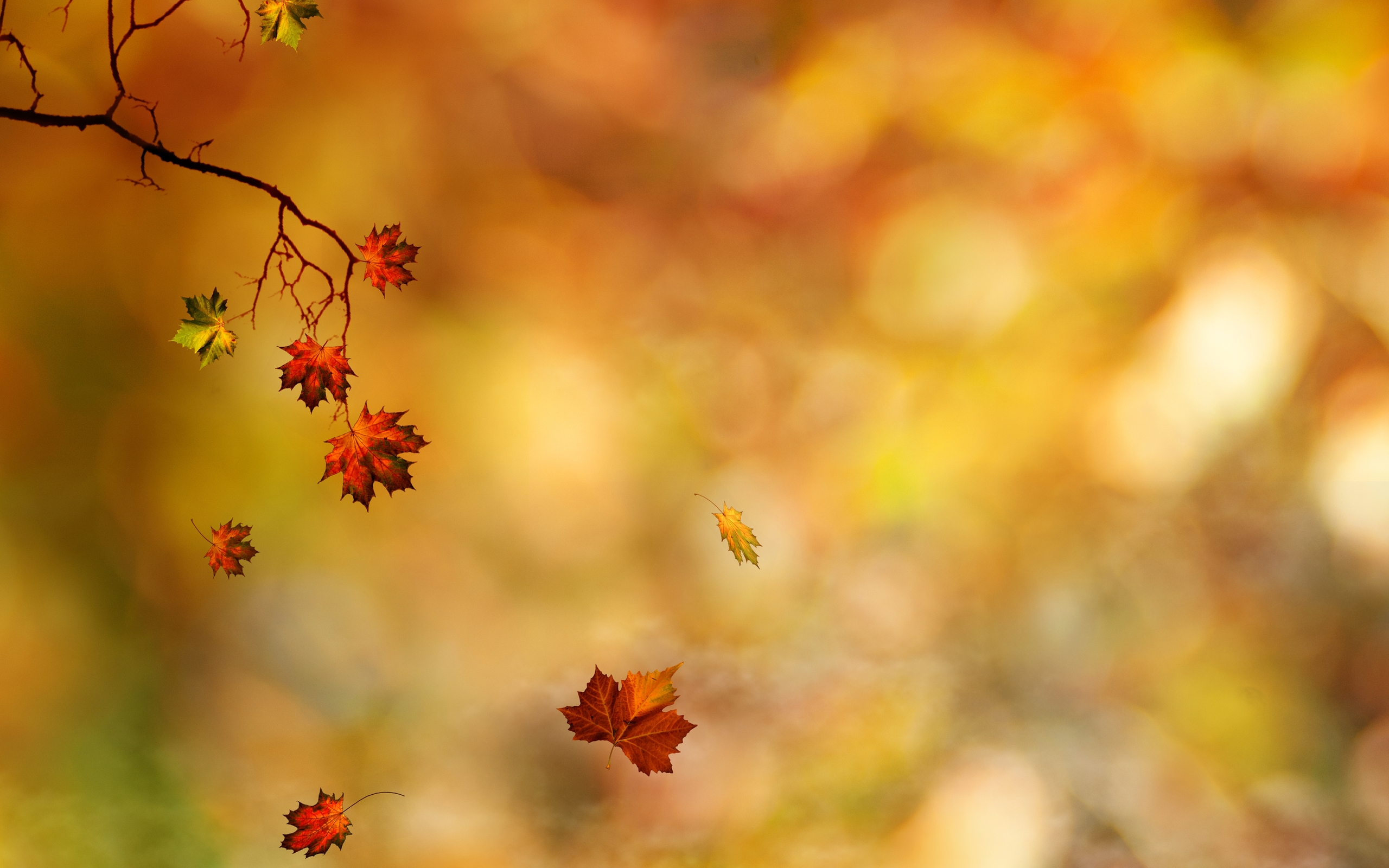 Fall Leaves 6016 2560x1600 Px High Resolution Picture Backgrounds for ...