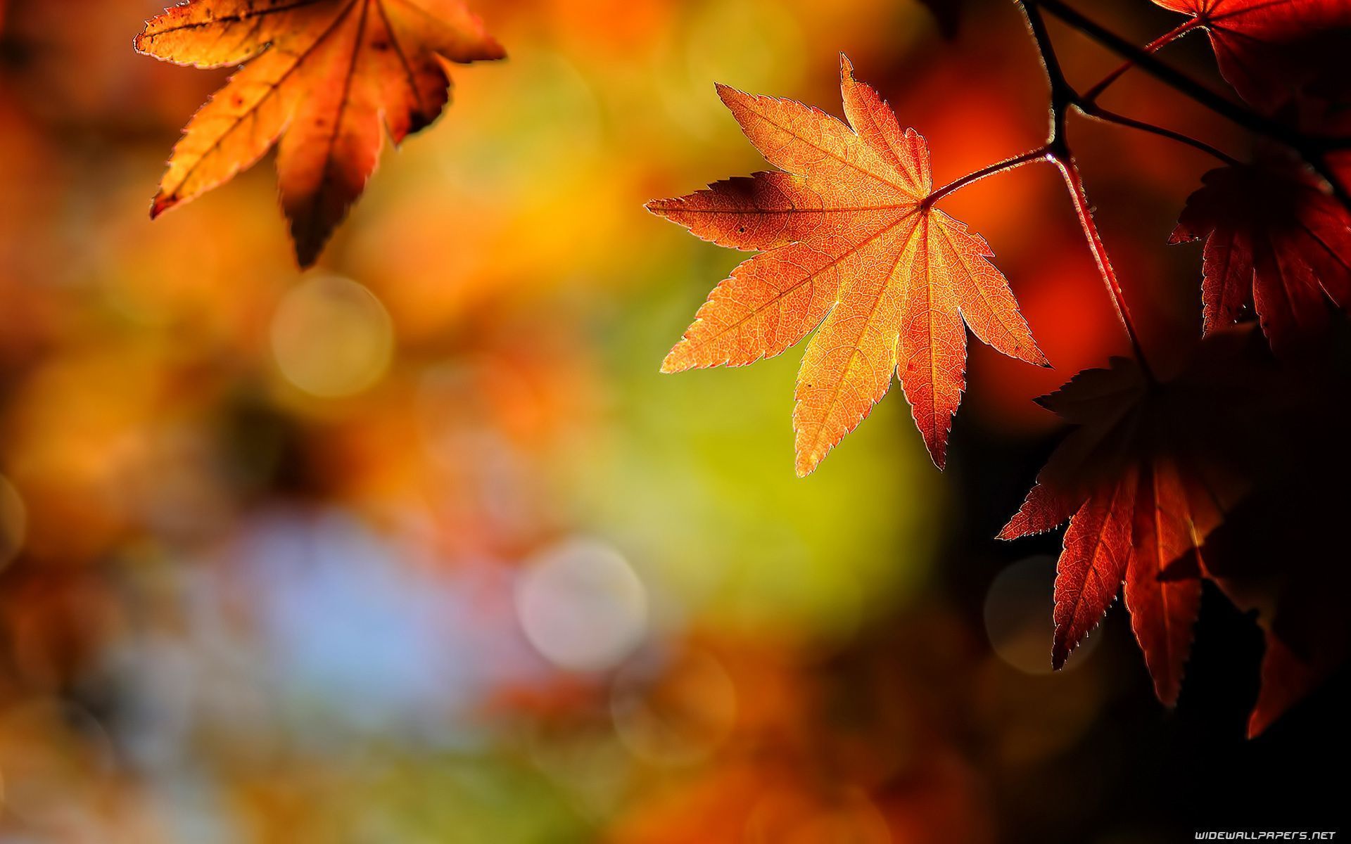 Fall Leaves Backgrounds for Powerpoint Templates - PPT Backgrounds