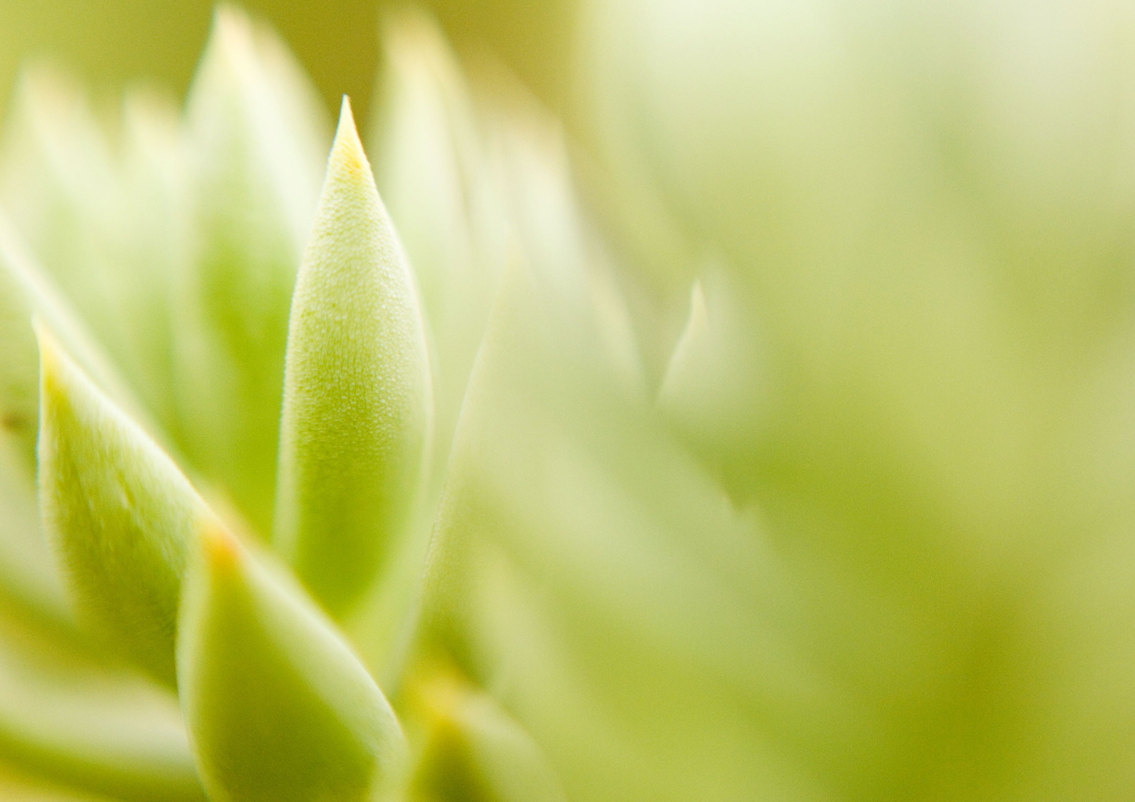 Fall Spa Slides Backgrounds for Powerpoint Templates - PPT Backgrounds