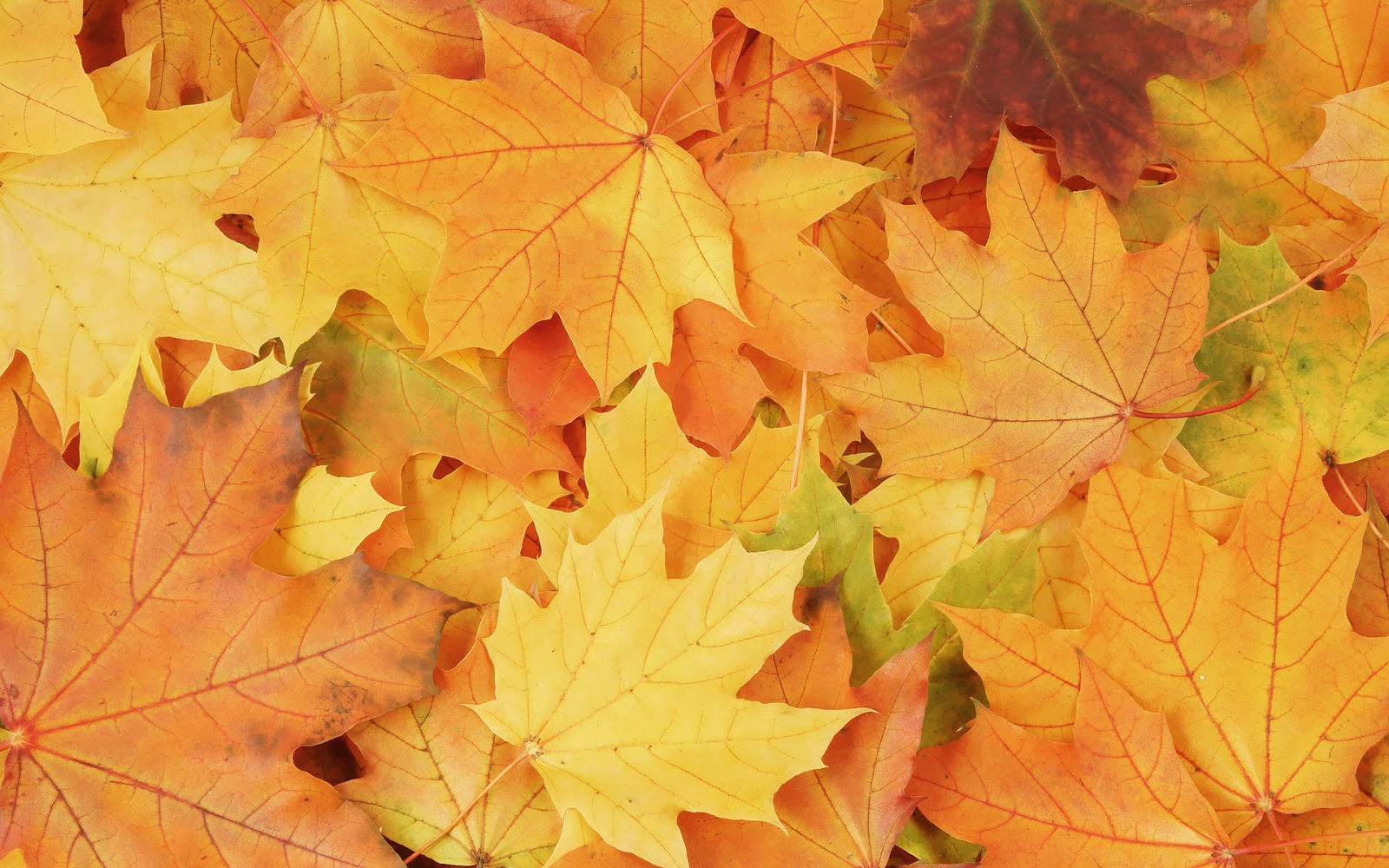 Falling Leaves Tumblr Fall Leaves Backgrounds for Powerpoint Templates ...