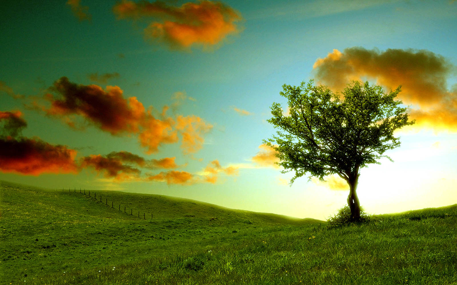 Fantastic Lonely Tree Photography Frame Backgrounds for Powerpoint ...