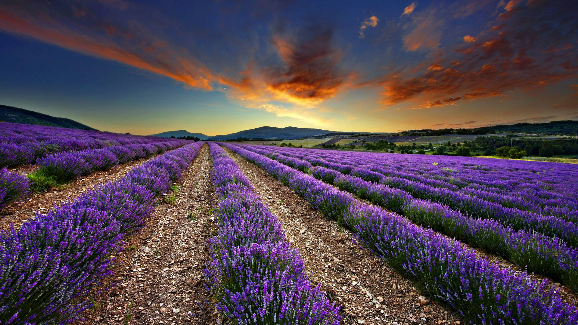 Fantastic Wiev Lavender Slides Backgrounds for Powerpoint Templates ...