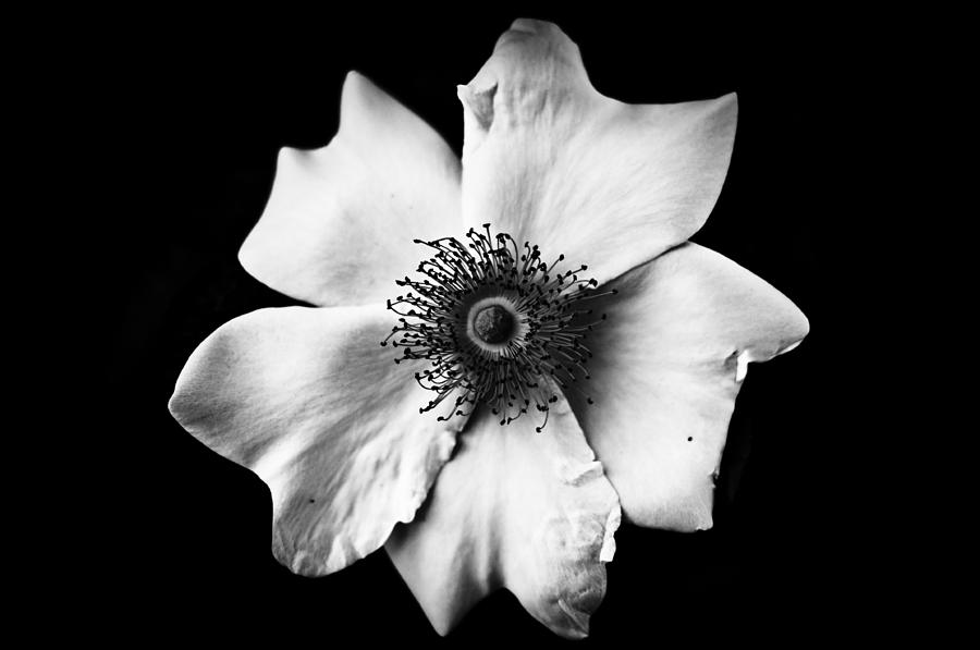 Flower Black and White Backgrounds for Powerpoint Templates - PPT ...