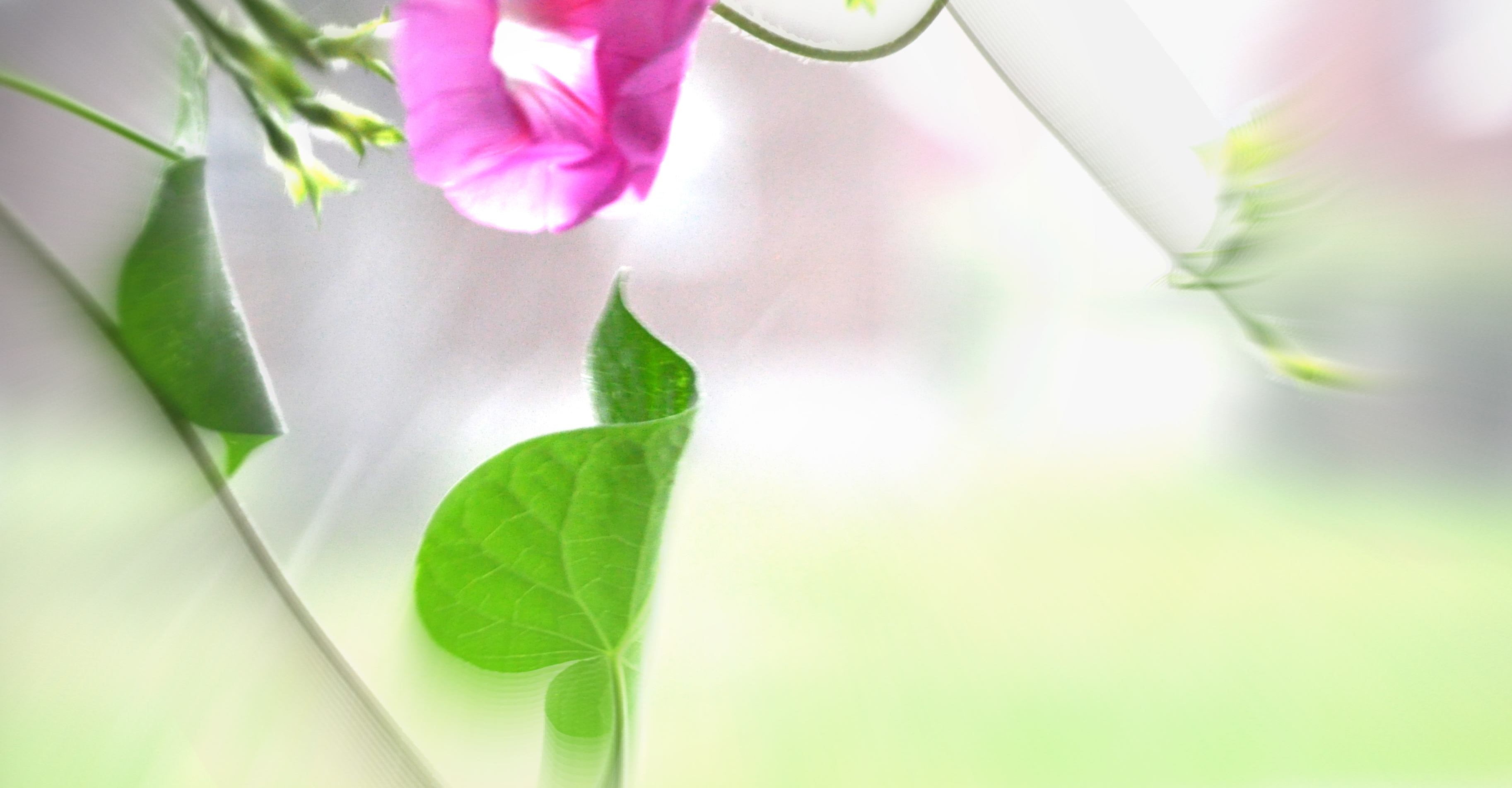 Good Morning Design Backgrounds for Powerpoint Templates - PPT Backgrounds