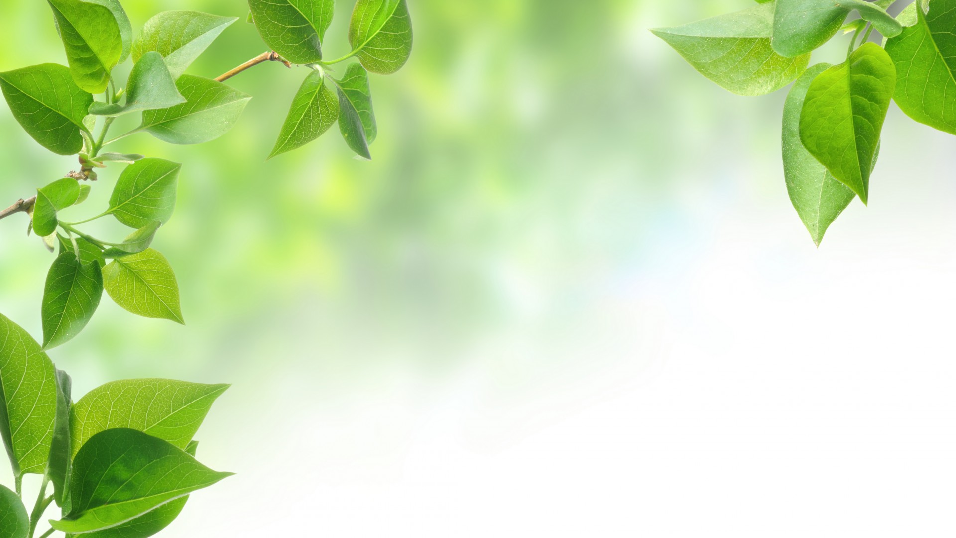 Green Leaf Leaves Textures Graphic Backgrounds for Powerpoint Templates ...