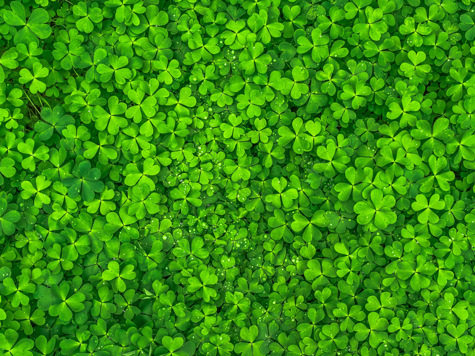 Green Plants Backgrounds for Powerpoint Templates - PPT Backgrounds