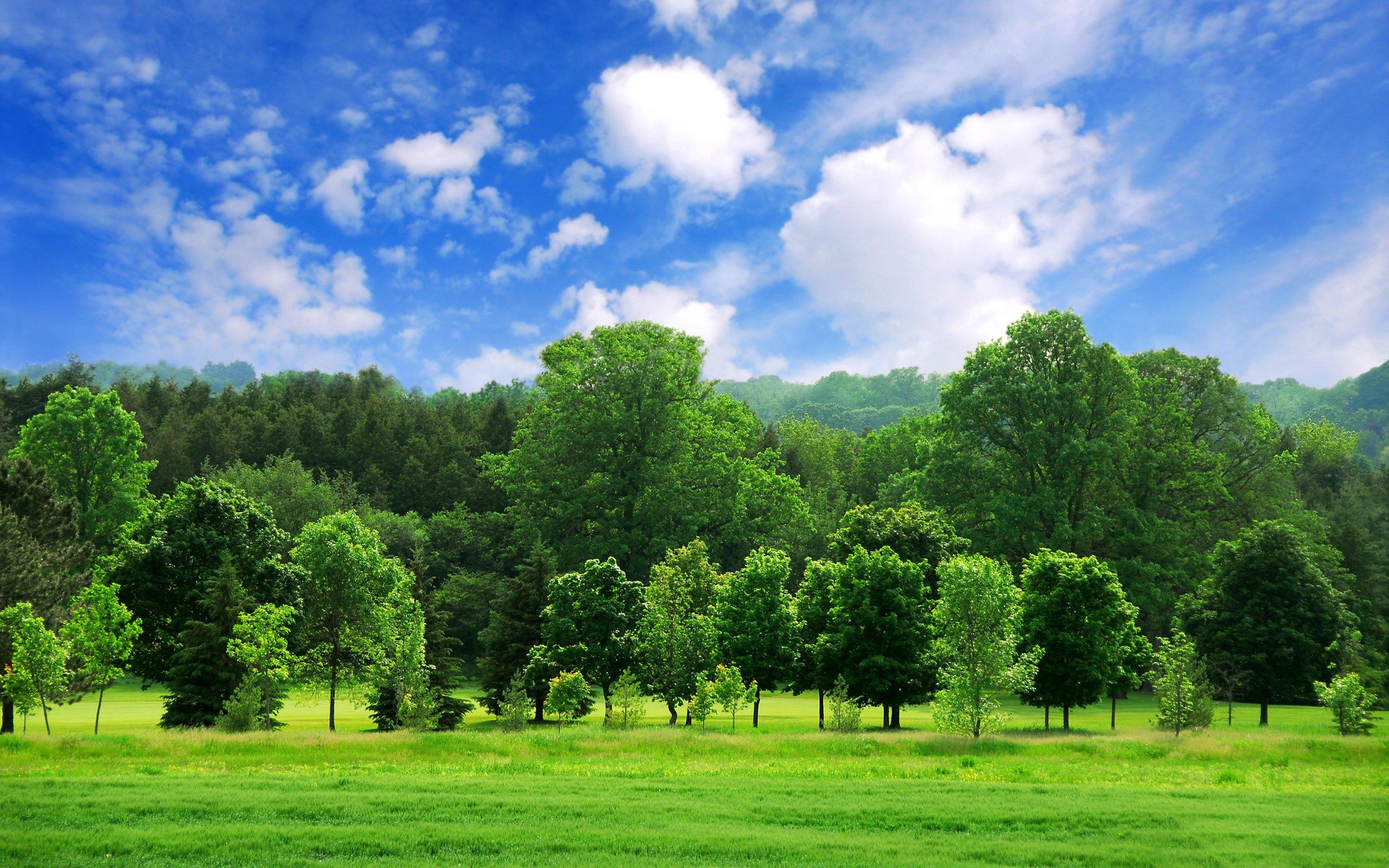 Green Trees Design Backgrounds for Powerpoint Templates - PPT Backgrounds