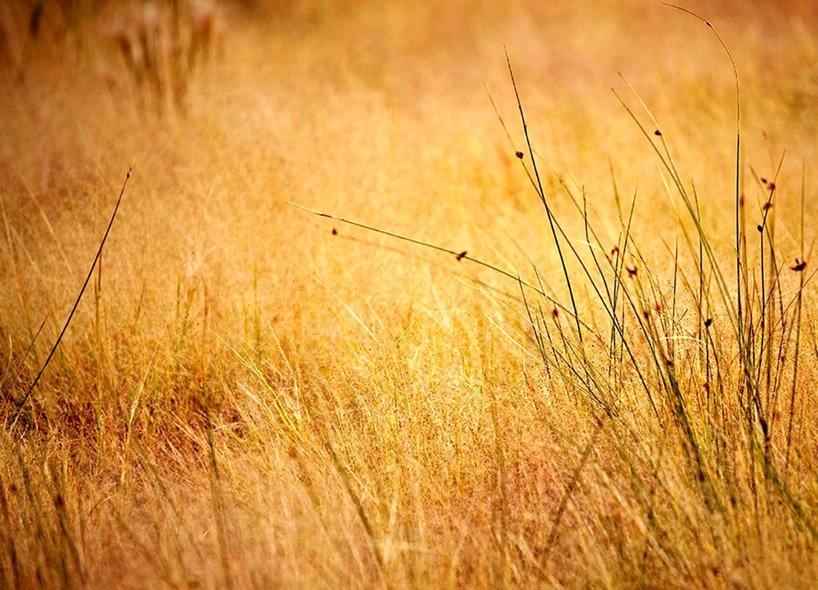 Land Natural Western Backgrounds for Powerpoint Templates - PPT Backgrounds