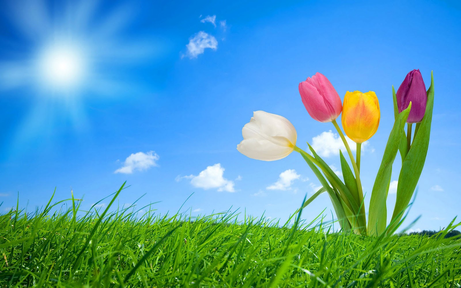 Nice Spring Design Backgrounds for Powerpoint Templates - PPT Backgrounds