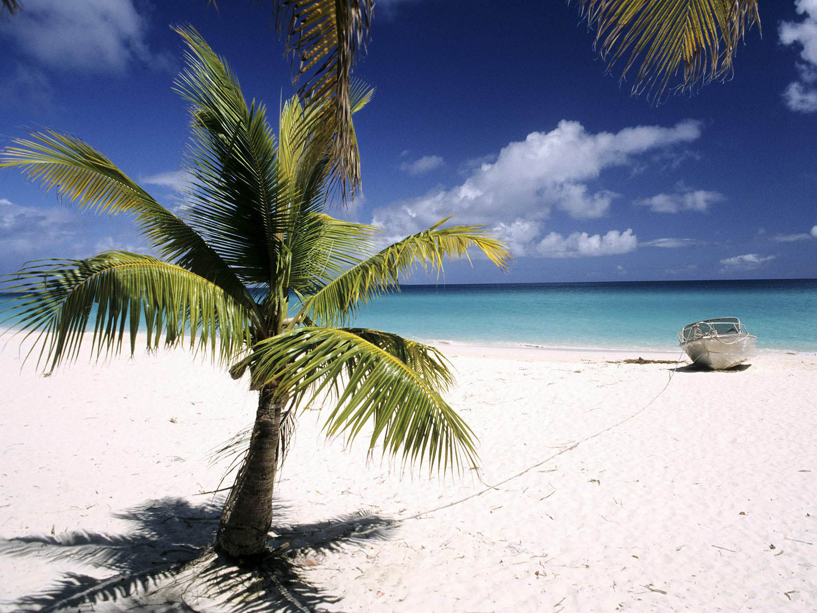 Palm Trees Picture Wallpaper Backgrounds for Powerpoint Templates - PPT ...