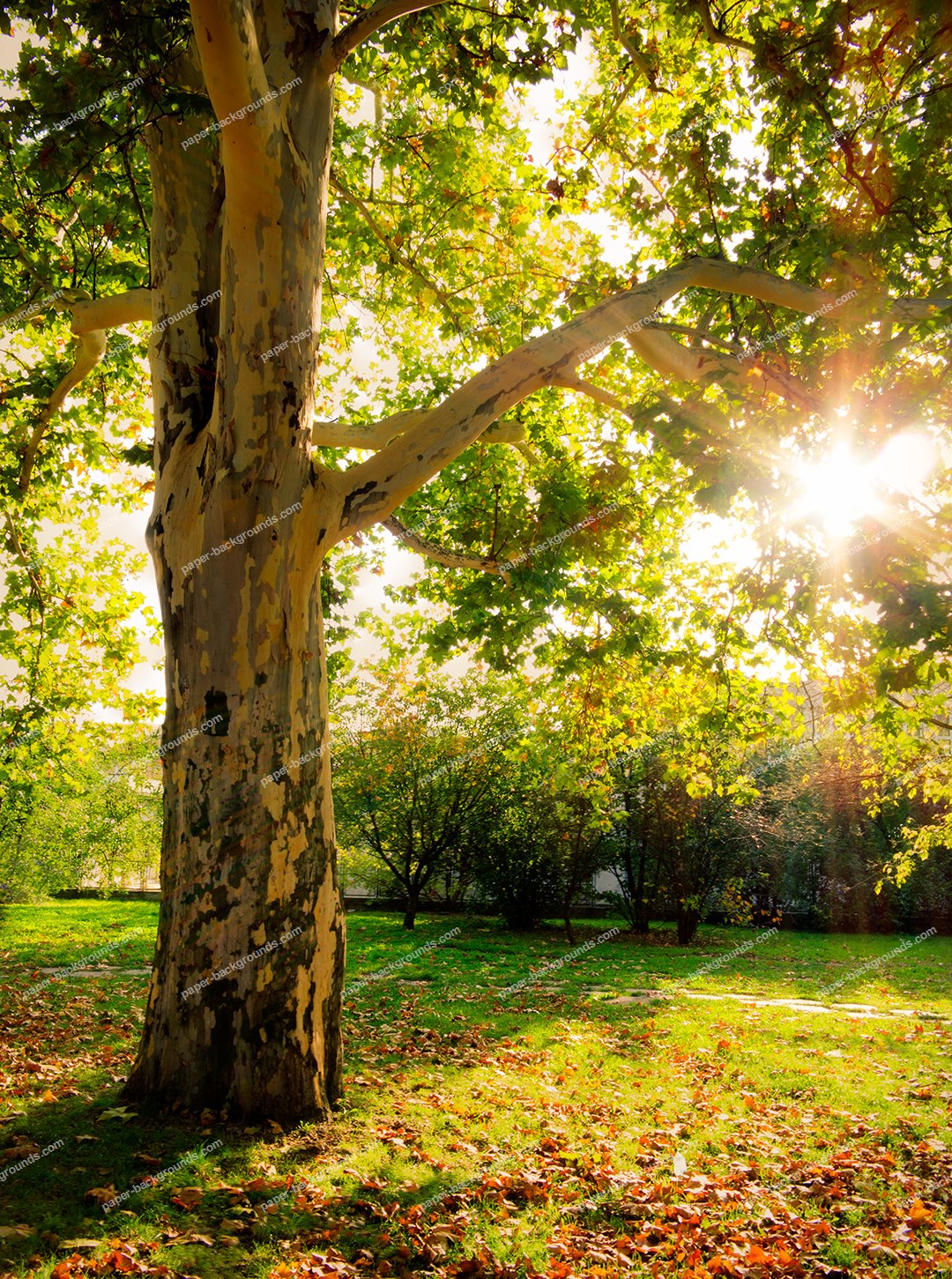 Paper Autumn Tree Wallpaper Backgrounds for Powerpoint Templates - PPT ...
