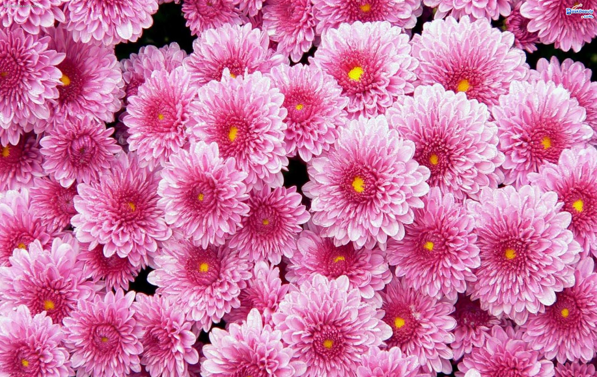 Ping Flowers Art Backgrounds for Powerpoint Templates - PPT Backgrounds