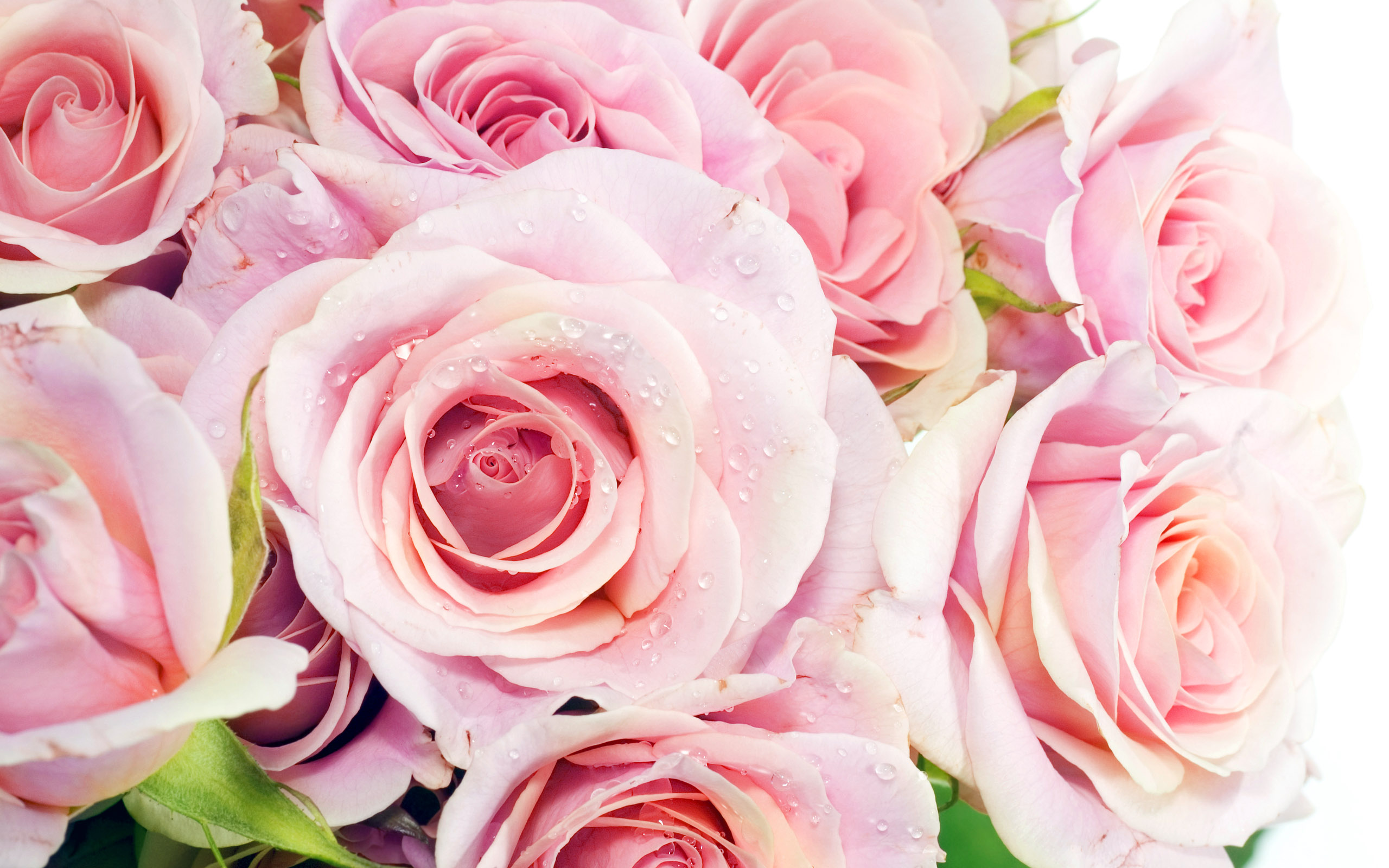 Pink Roses Template Backgrounds for Powerpoint Templates - PPT Backgrounds