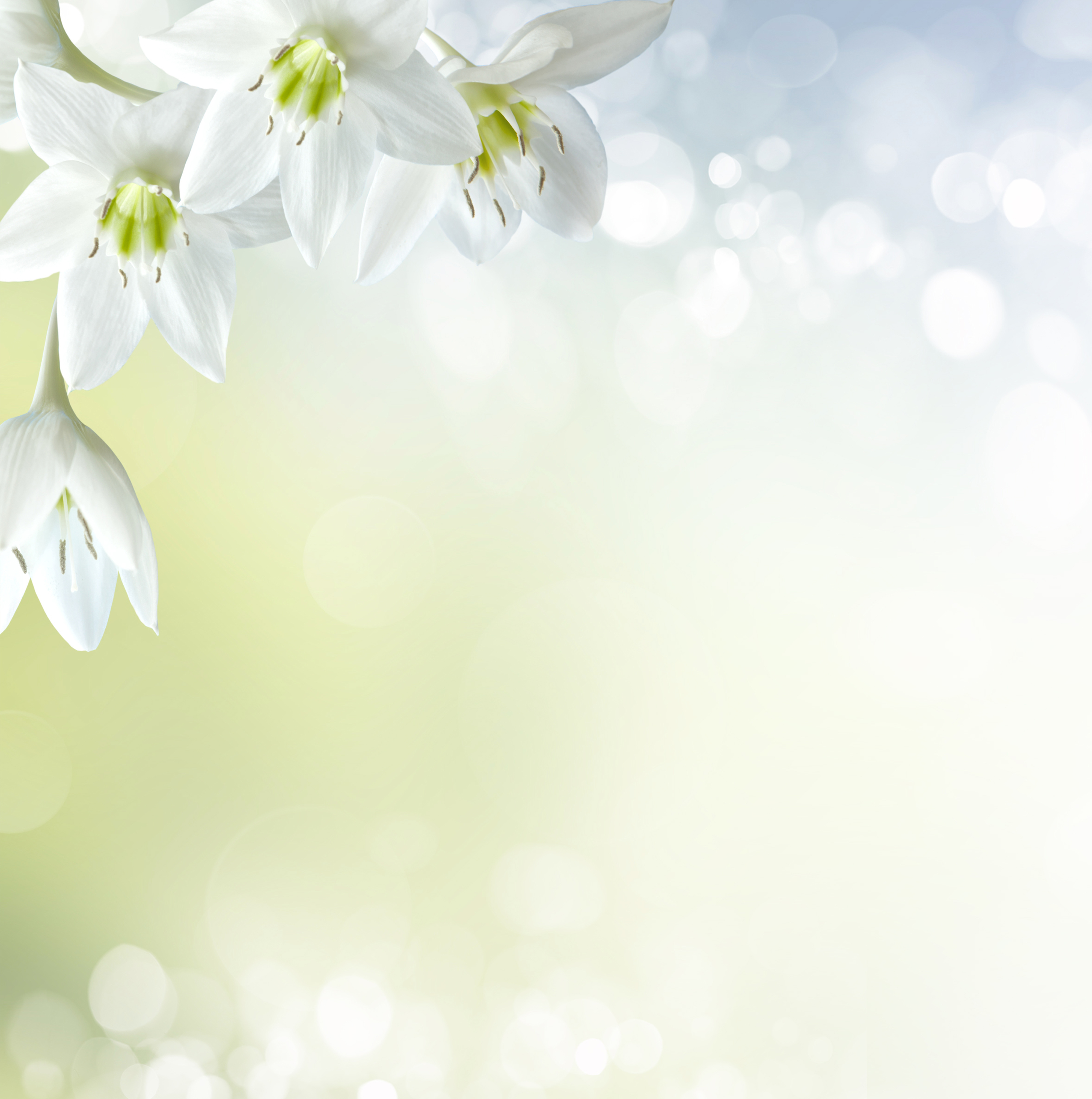 Soft White Floral image Backgrounds for Powerpoint Templates - PPT ...