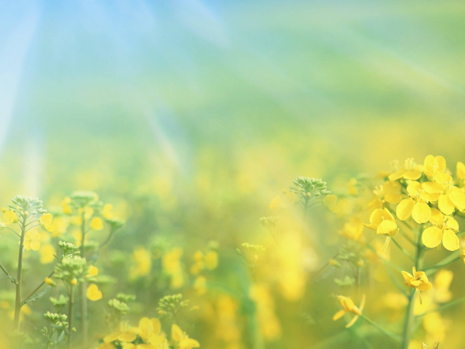 Spring 1600x1200 Backgrounds for Powerpoint Templates - PPT Backgrounds